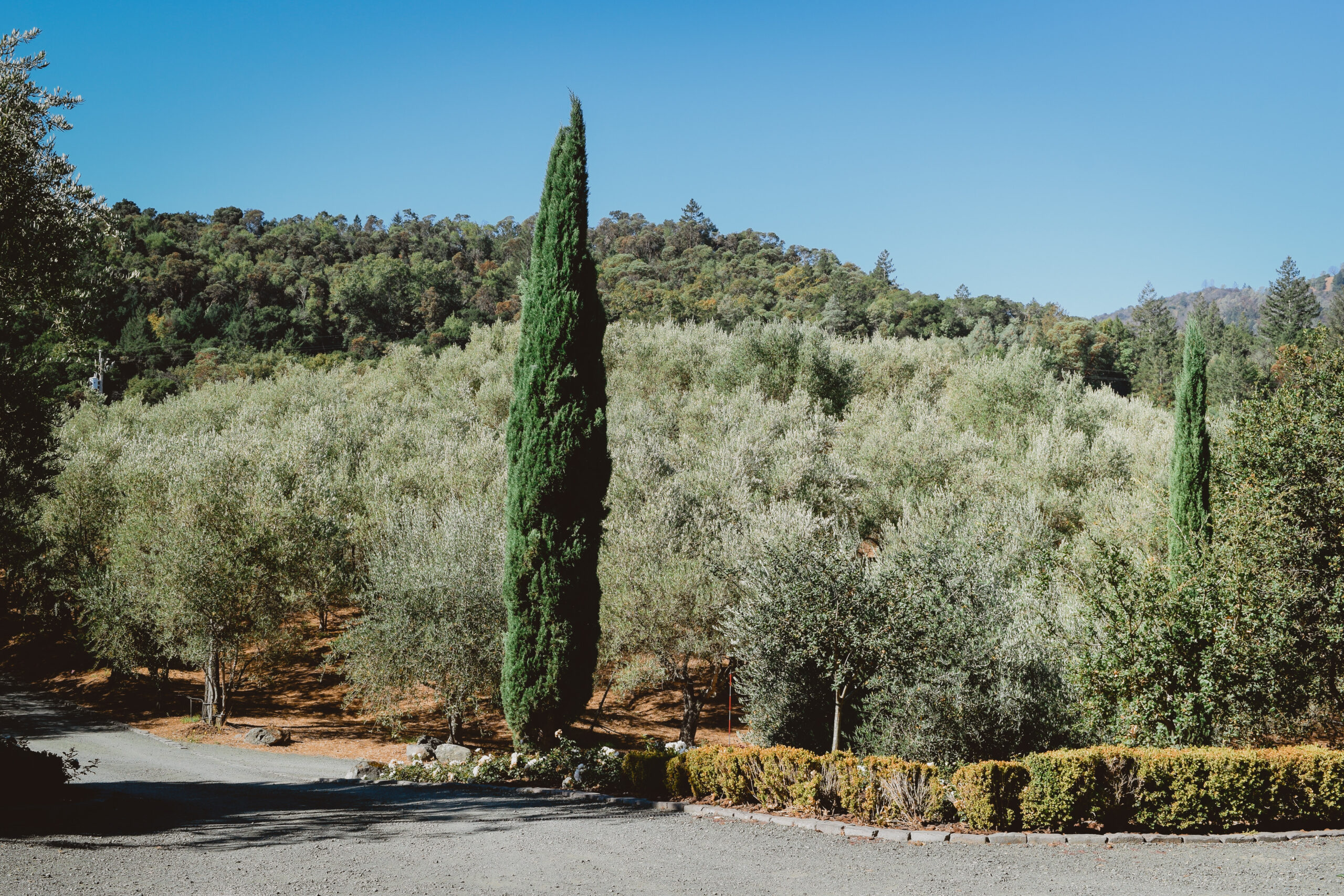 Caspar Estate & Cultivar Offer A Well-Rounded Taste of Napa Valley ...