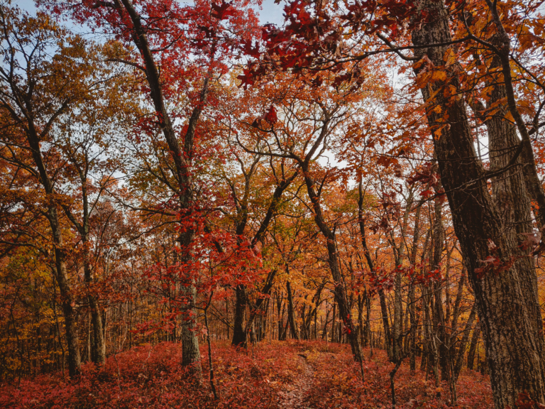 Hiking Macedonia Brook State Park During Fall Foliage in CT • Svadore