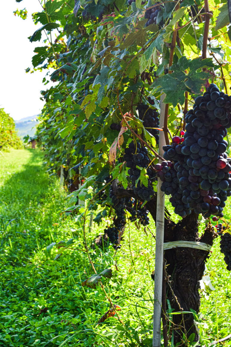 Visit Italy's Wine Villages: Barolo Wine Region • Svadore