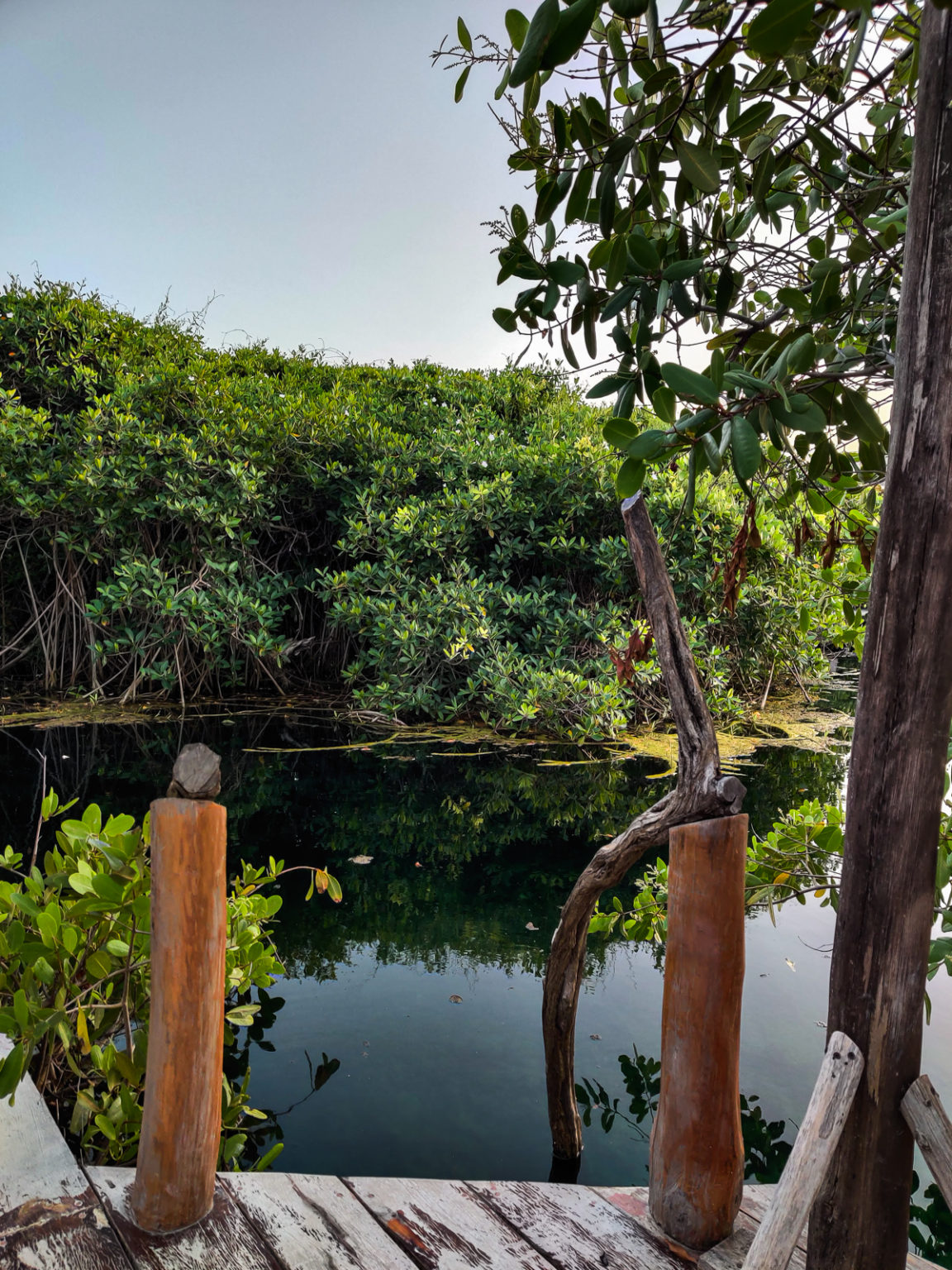 What are Cenotes? Your Guide to the Yucatán Peninsula • Svadore