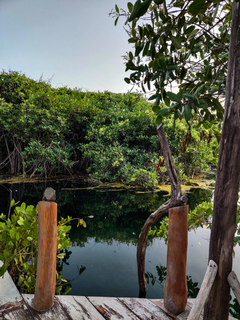 What are Cenotes? Your Guide to the Yucatán Peninsula • Svadore